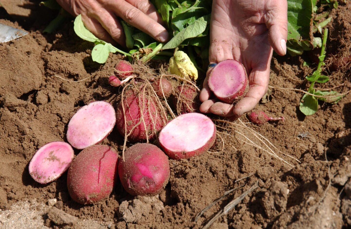 Seed Program - Potatoes USA